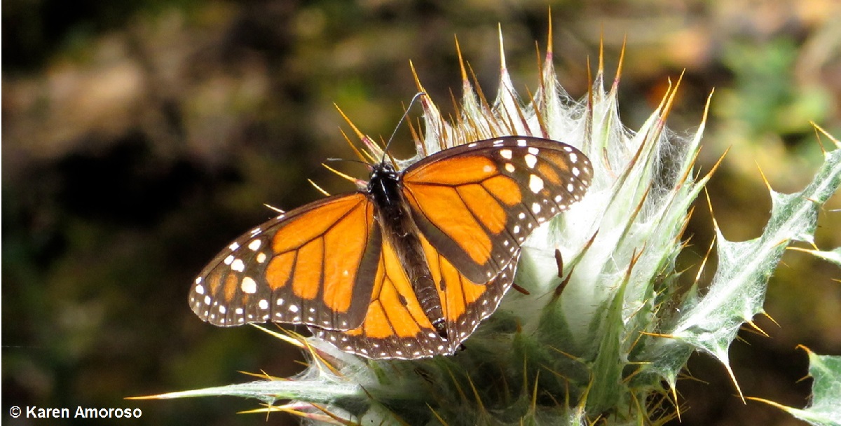 Camera Setting Tips for Photographing Monarch Butterflies