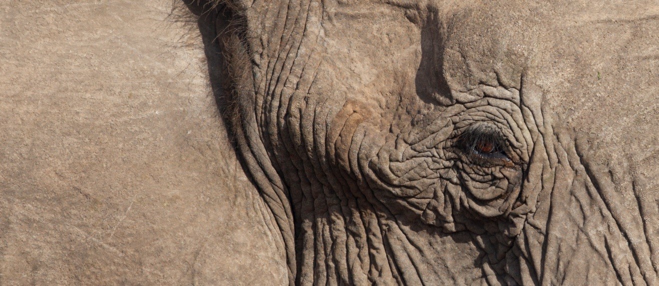 5 Tips on Photographing Elephants
