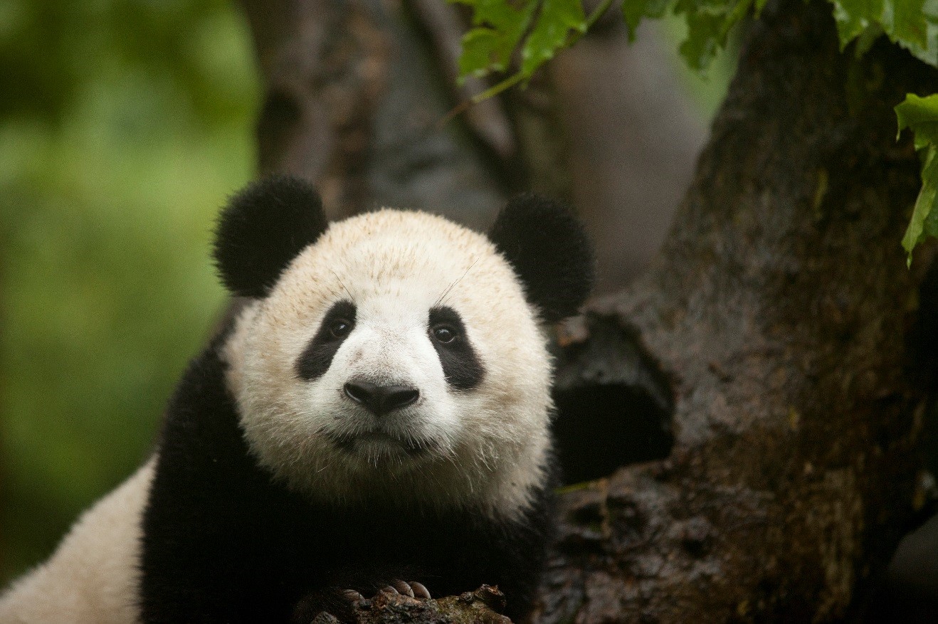 Getting this Shot: Panda Closeup