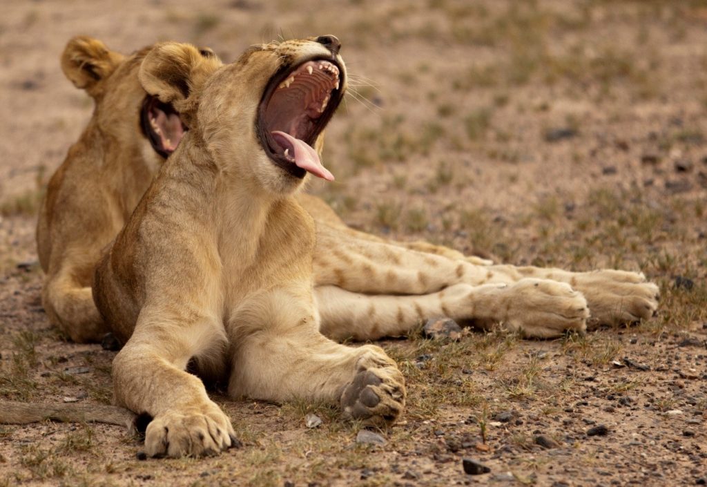 Tips for Great Composition with Wildlife Photography