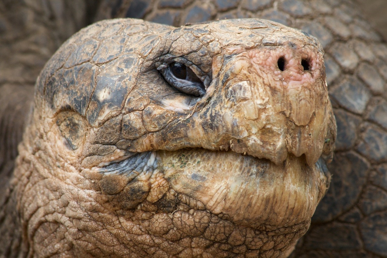 How to take a "Big" photo of a Giant Tortoise in the Galapagos Islands