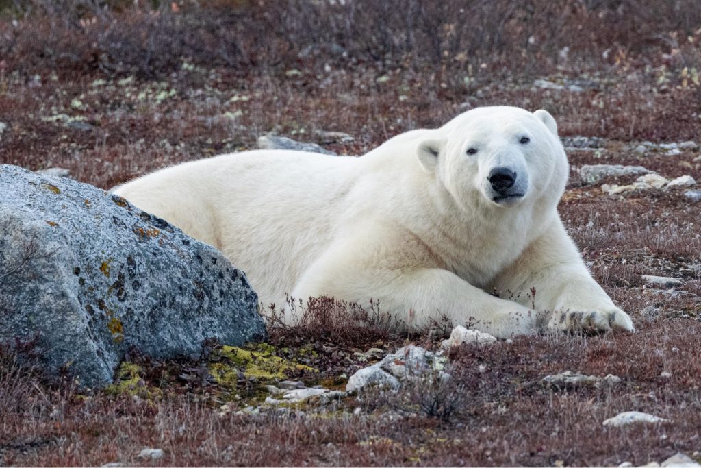 A Beginner's Guide for Photographing Polar Bears