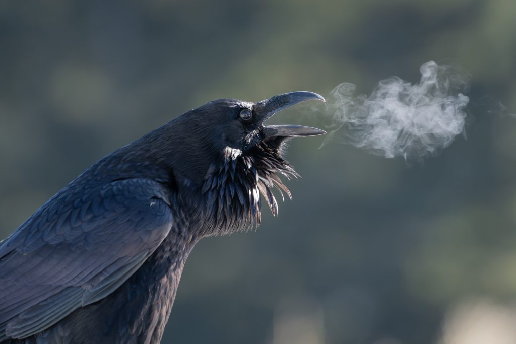 How to Get this Shot: Raven’s Breath in Yellowstone