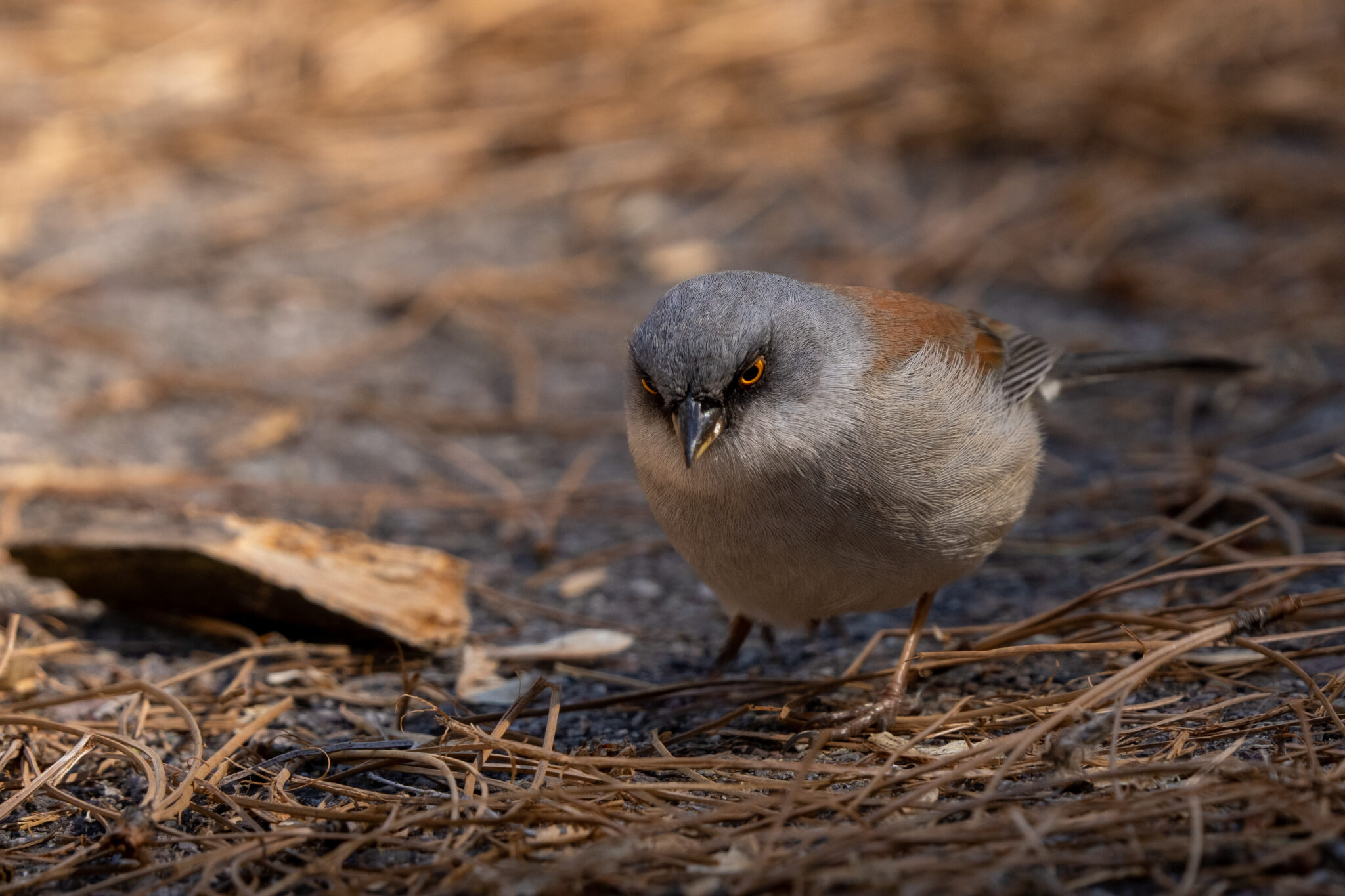 Chasing Feathers: Tips & Techniques for Better Bird Photography