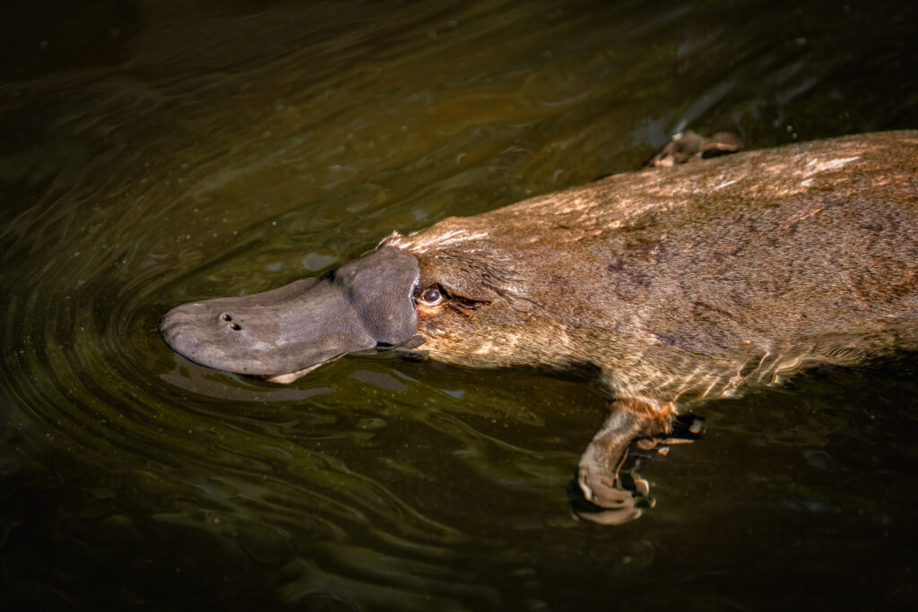 How I Got this Shot- Platypus Close-Up in Tasmania