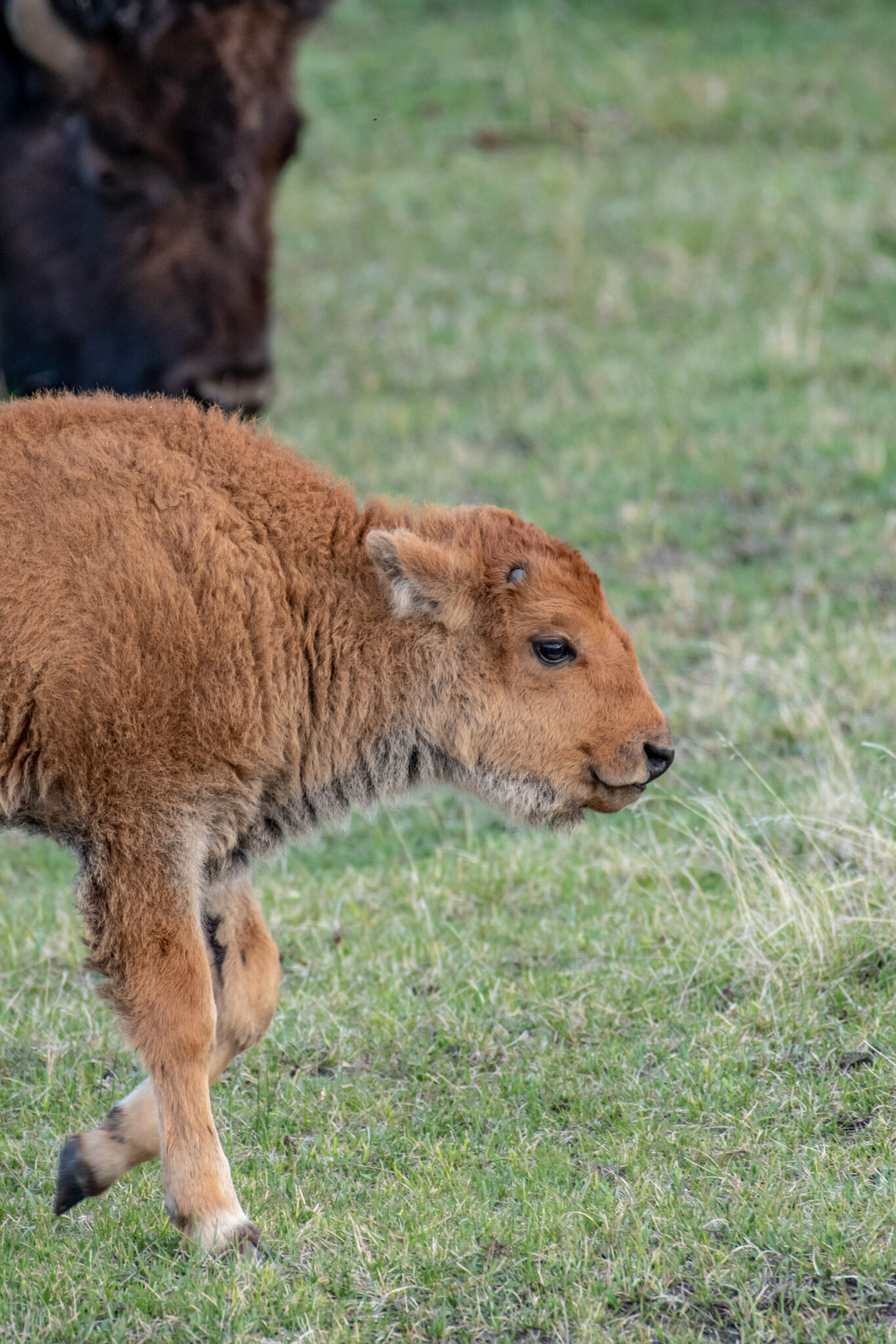 Field Guide to Photographing Bison